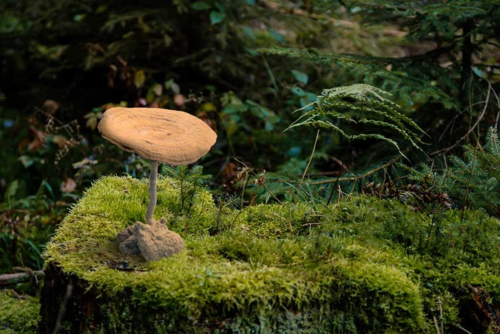 Are You Aware of the Benefits of Tiger Milk Mushroom?